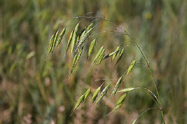 Bromus Japonicus Bromus Japonicus Thunb. Subsp. Japonicus