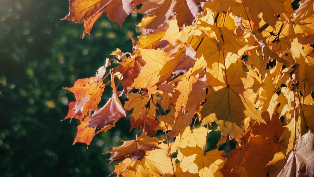 Fluttering leaves could be one day generate electricity • Earth.com