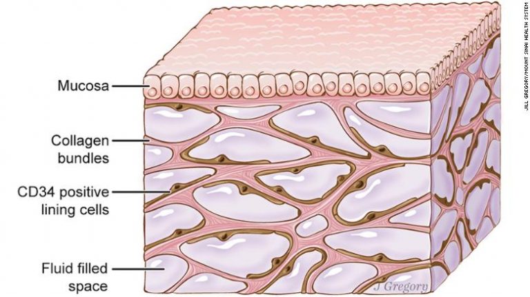 Newly discovered organ may be the largest in the human body - Earth.com