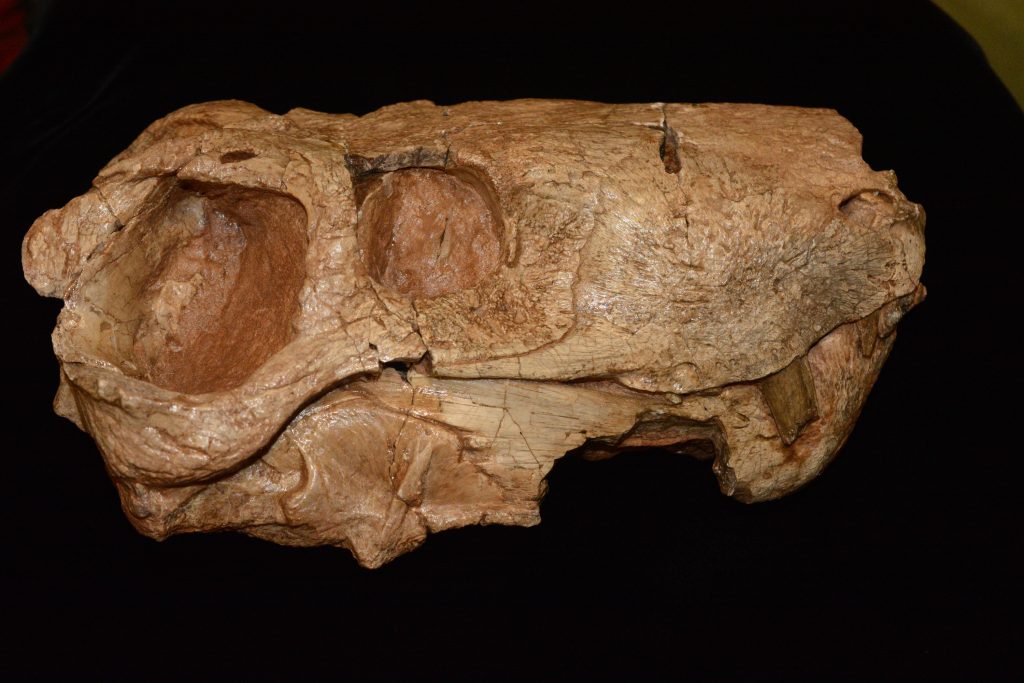 Piecing together what life was like during the Triassic Period • Earth.com