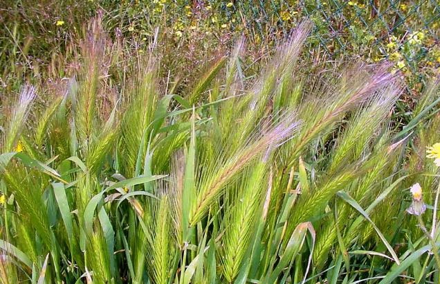 Plantsnap – Identify Plants, Trees, Mushrooms With An App