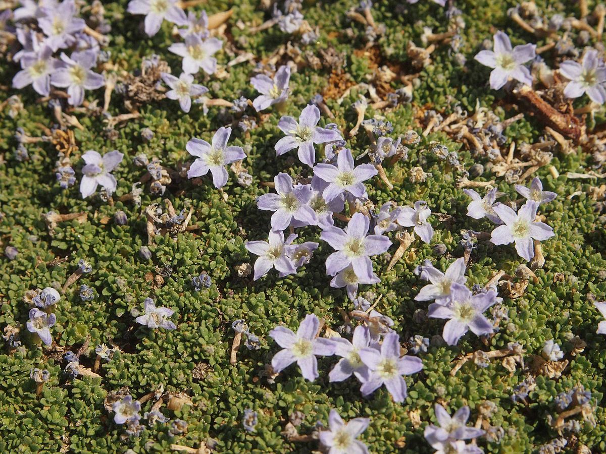 Plantsnap – Identify Plants, Trees, Mushrooms With An App
