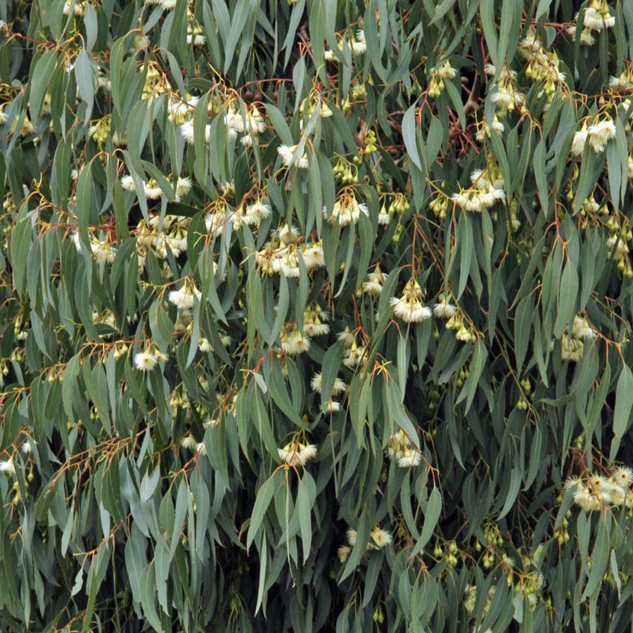 Eucalyptus Tricarpa Decora -- Earthpedia plant