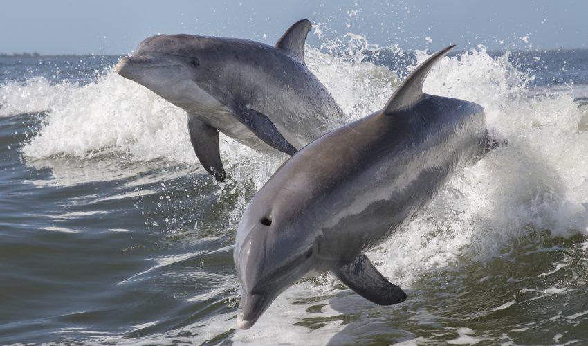Bottlenose dolphins in Canadian Pacific waters for the first time ...