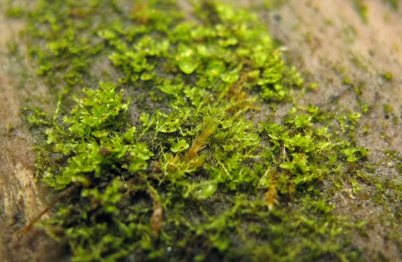 Plantsnap Identify Plants Trees Mushrooms With An App Plantsnap Identify Plants Trees Mushrooms With An App