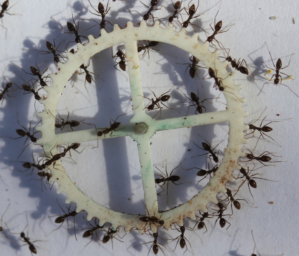 How ants work together to carry food around obstacles • Earth.com