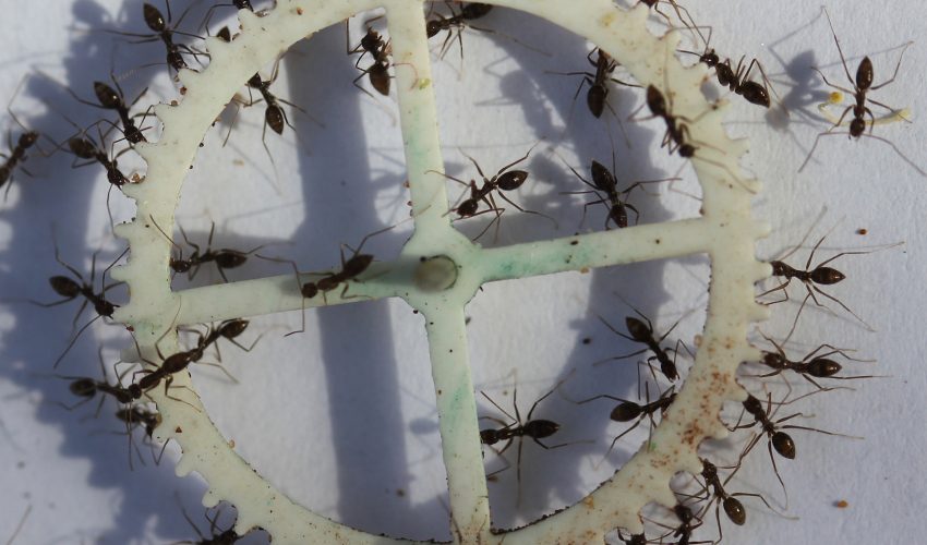 How ants work together to carry food around obstacles • Earth.com