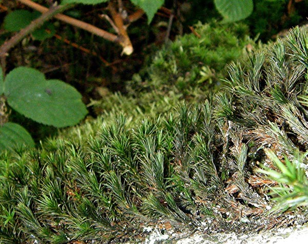 Ditrichum Zonatum -- Earthpedia plant