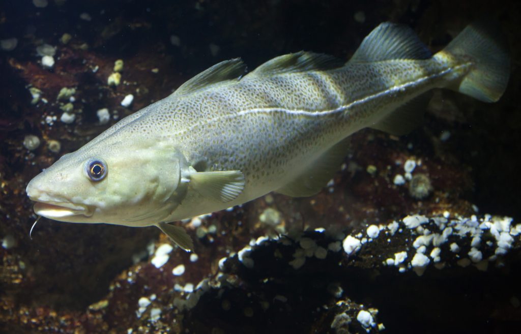 Climate change will force fish north and strain fishing business ...