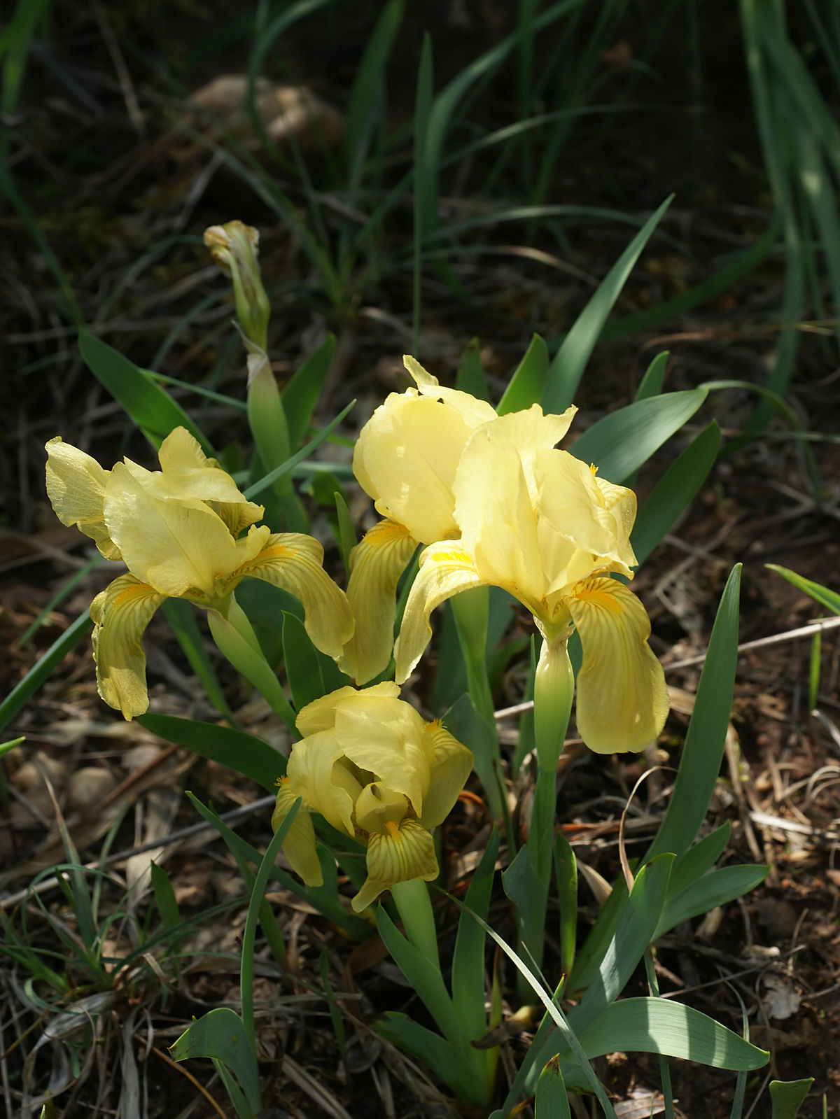 Plantsnap – Identify Plants, Trees, Mushrooms With An App