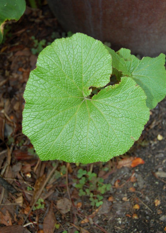 Gunnera Macrophylla -- Earthpedia plant