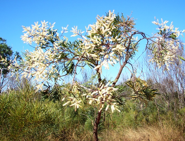 Grevillea Pyramidalis Pyramidalis -- Earthpedia plant