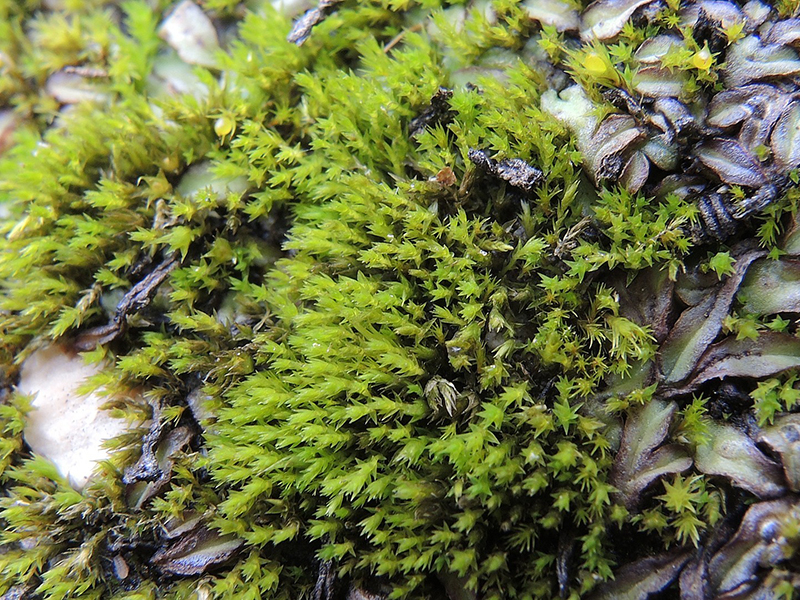 Archidium Donnellii -- Earthpedia plant