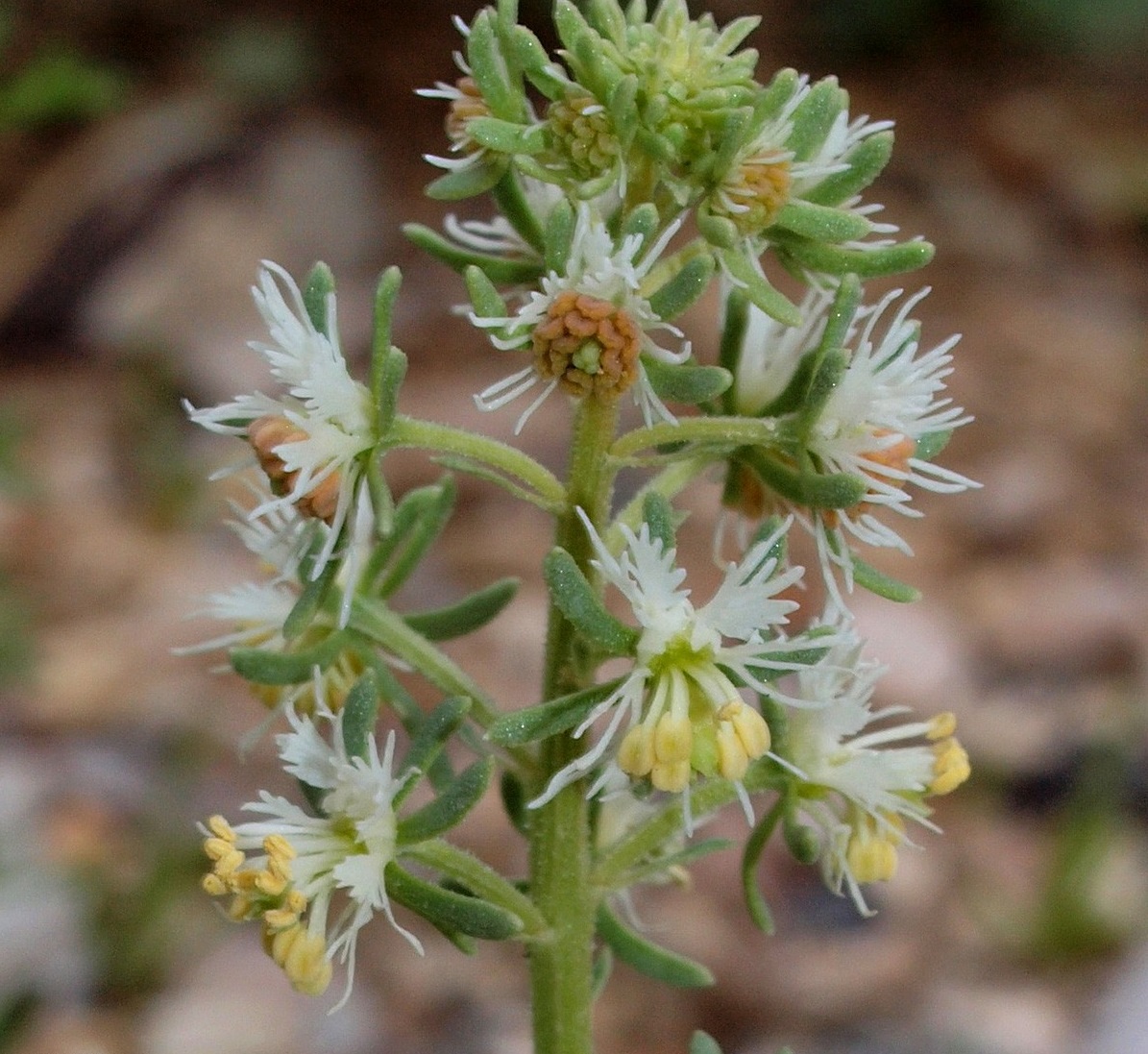 Plantsnap – Identify Plants, Trees, Mushrooms With An App