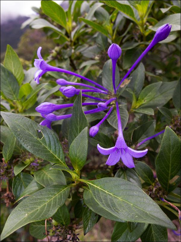 Hindsia Longiflora -- Earthpedia plant