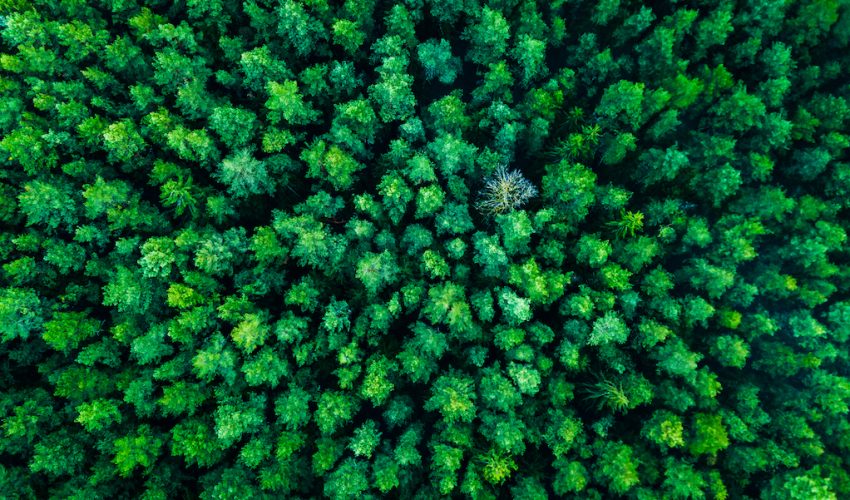 How large-scale deforestation would alter Europe • Earth.com