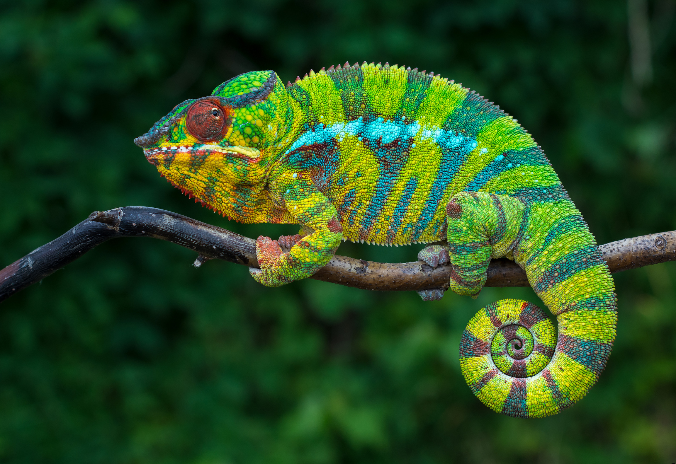 New Material Mimics The Color Transformation Of Chameleons Earth