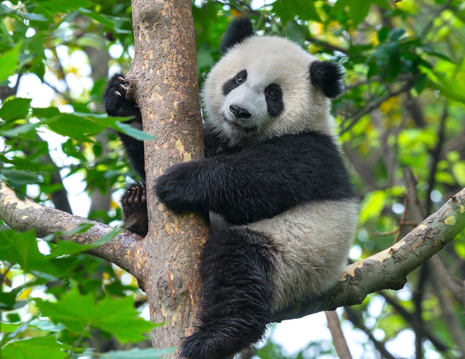 Panda Conservation Can Generate Billions Of Dollars In Value Earth