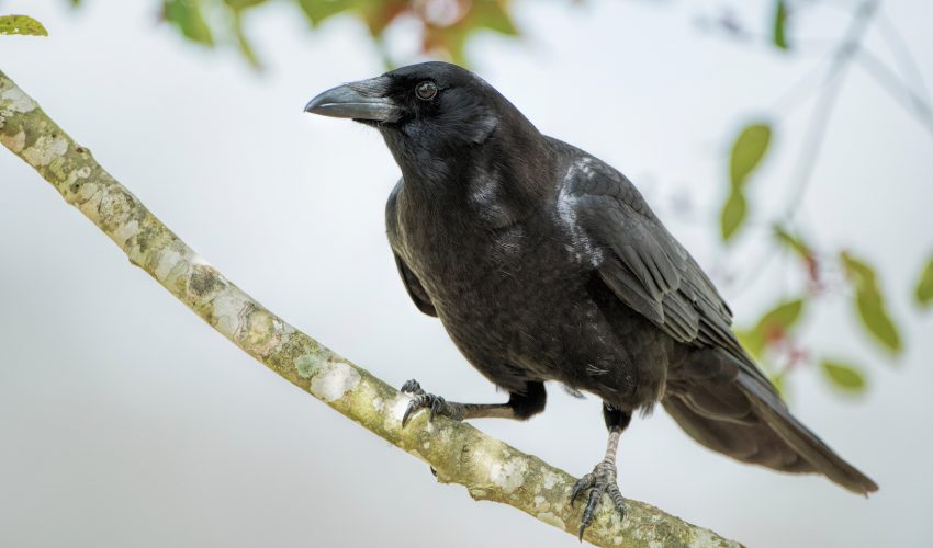 Crows are smarter than you think and can build tools from memory ...