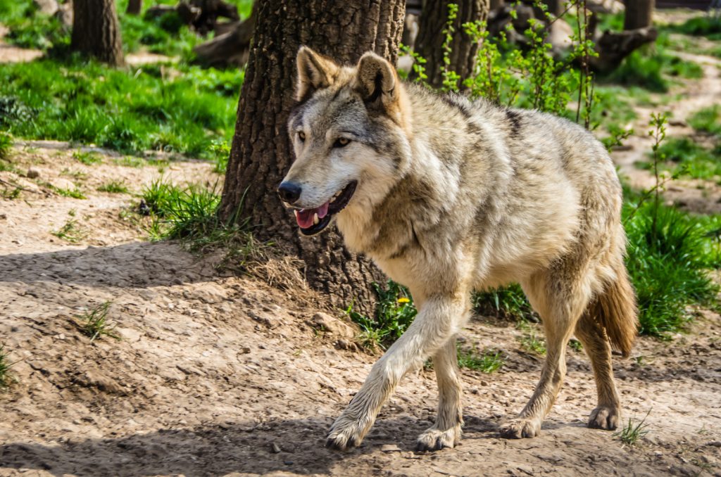 With no humans in radioactive Chernobyl, wolves are in charge • Earth.com