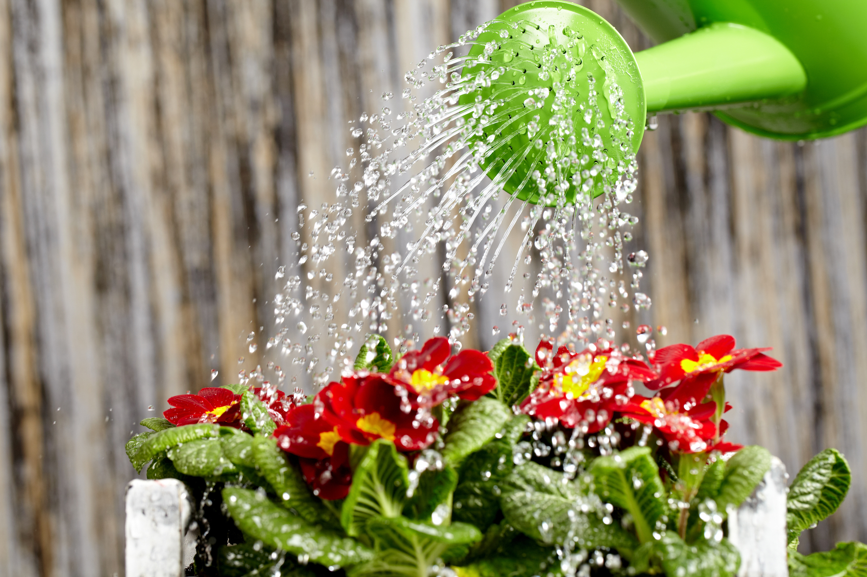 How To Keep Your Plants Healthy During Extreme Summer Heat Earth