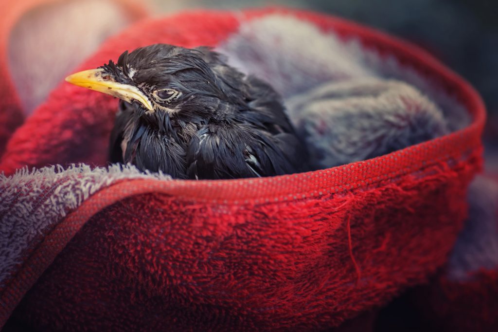 How to take care of injured animals • Earth.com