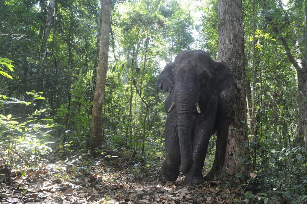 Elephants are crucial to the survival of this tropical tree • Earth.com