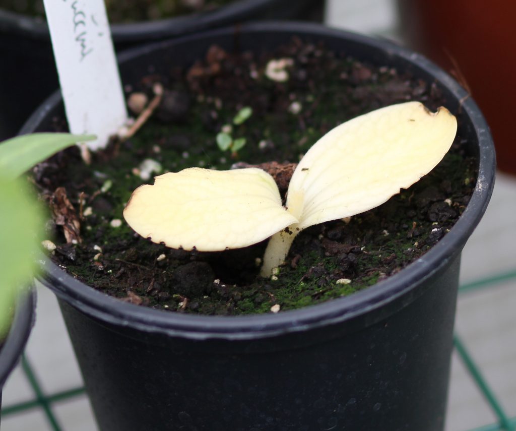 Botanical albinos: The science behind plants without chlorophyll ...