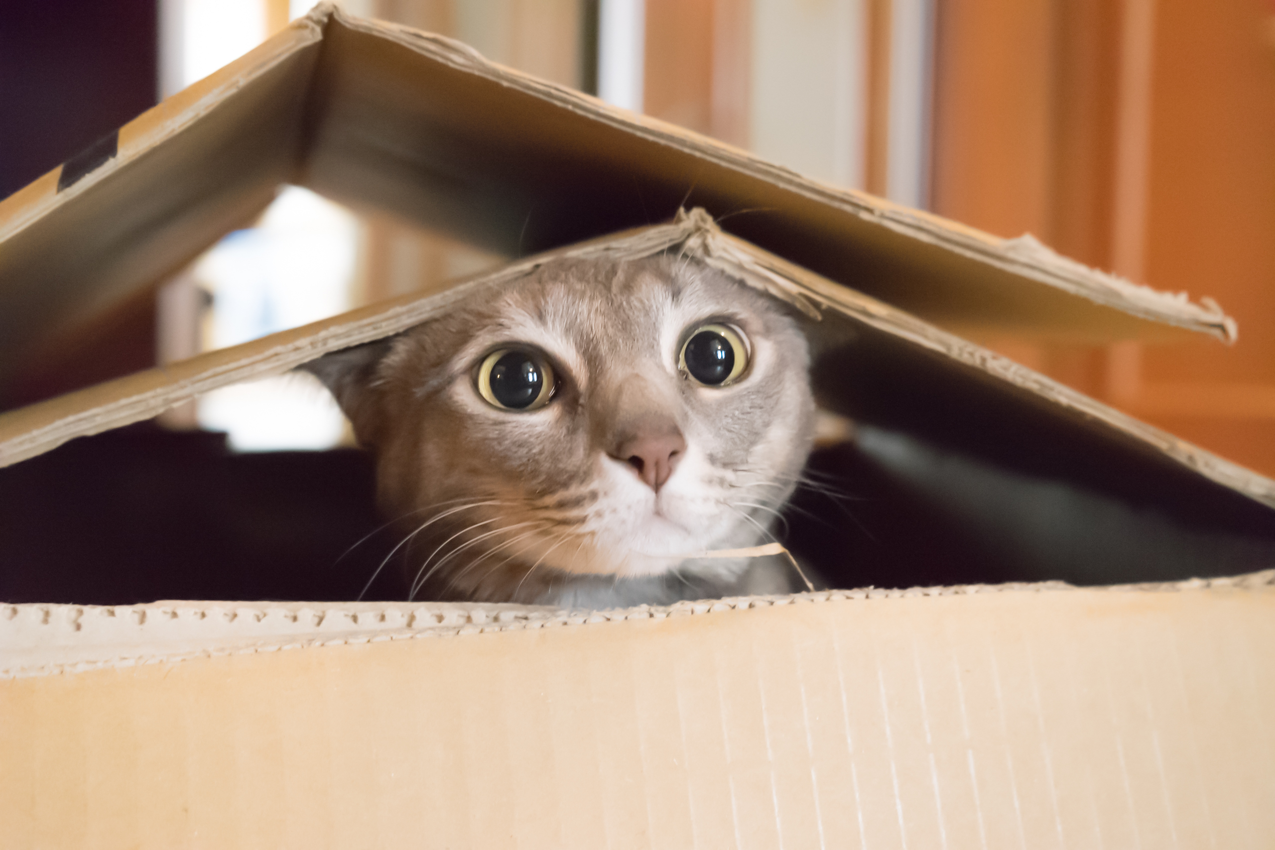 Cats Love Boxes Because The Confined Space Makes Them Feel Safe Earth