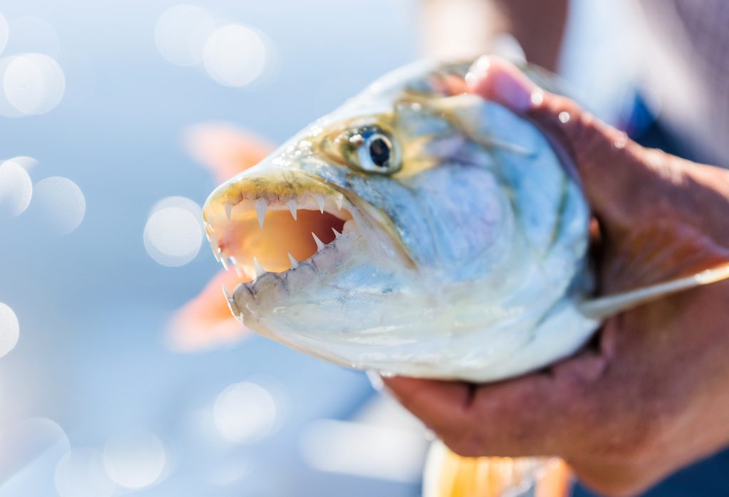 In what distant deeps: The terrifying tigerfish • Earth.com