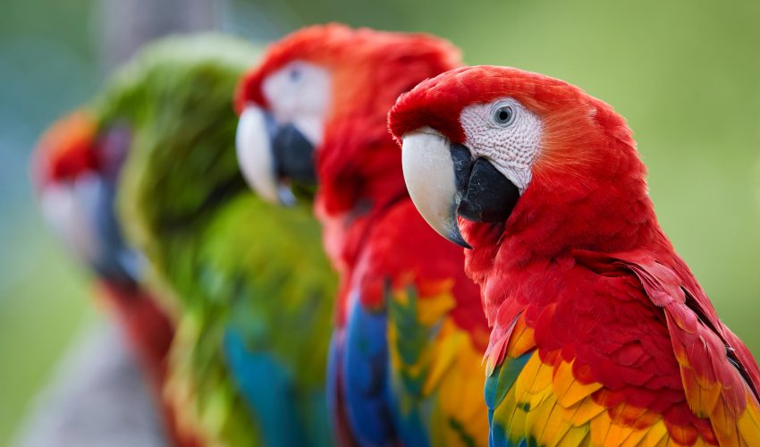 Parrots blush as a way to communicate with their owner • Earth.com