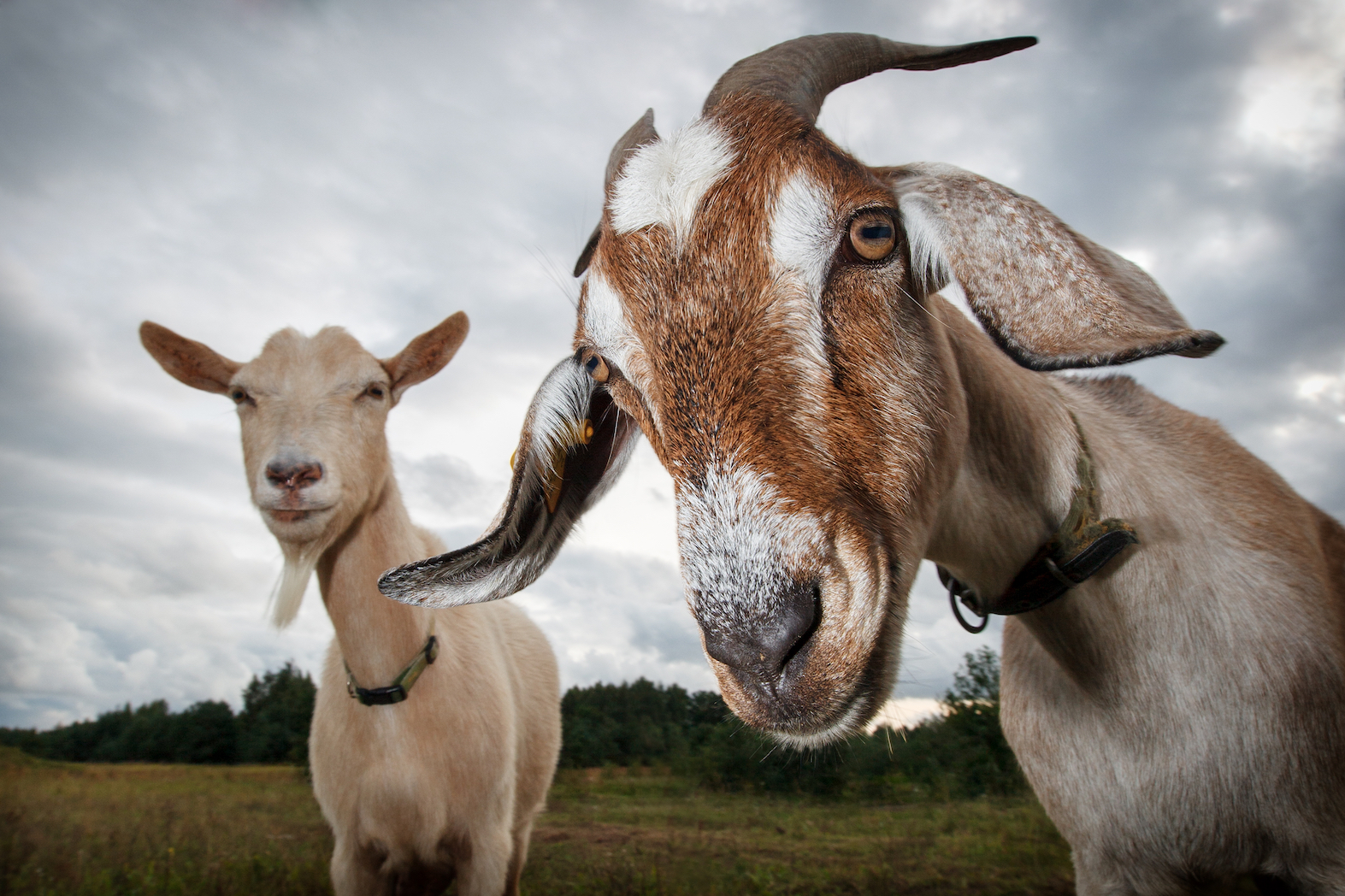Goats prefer to hang out with people who seem happy, study finds