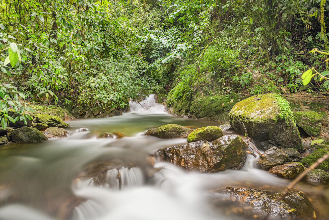 Rainforest diet may promote healthier digestion among children - Earth.com
