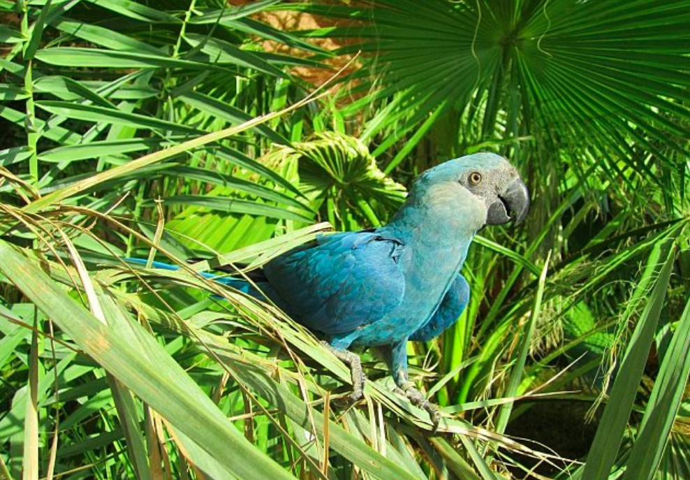 Eight species of birds to be declared as extinct - Earth.com