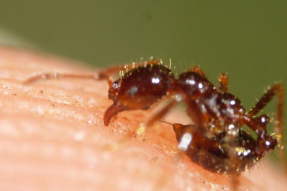 Venom proteins cause allergic response to fire ant stings • Earth.com