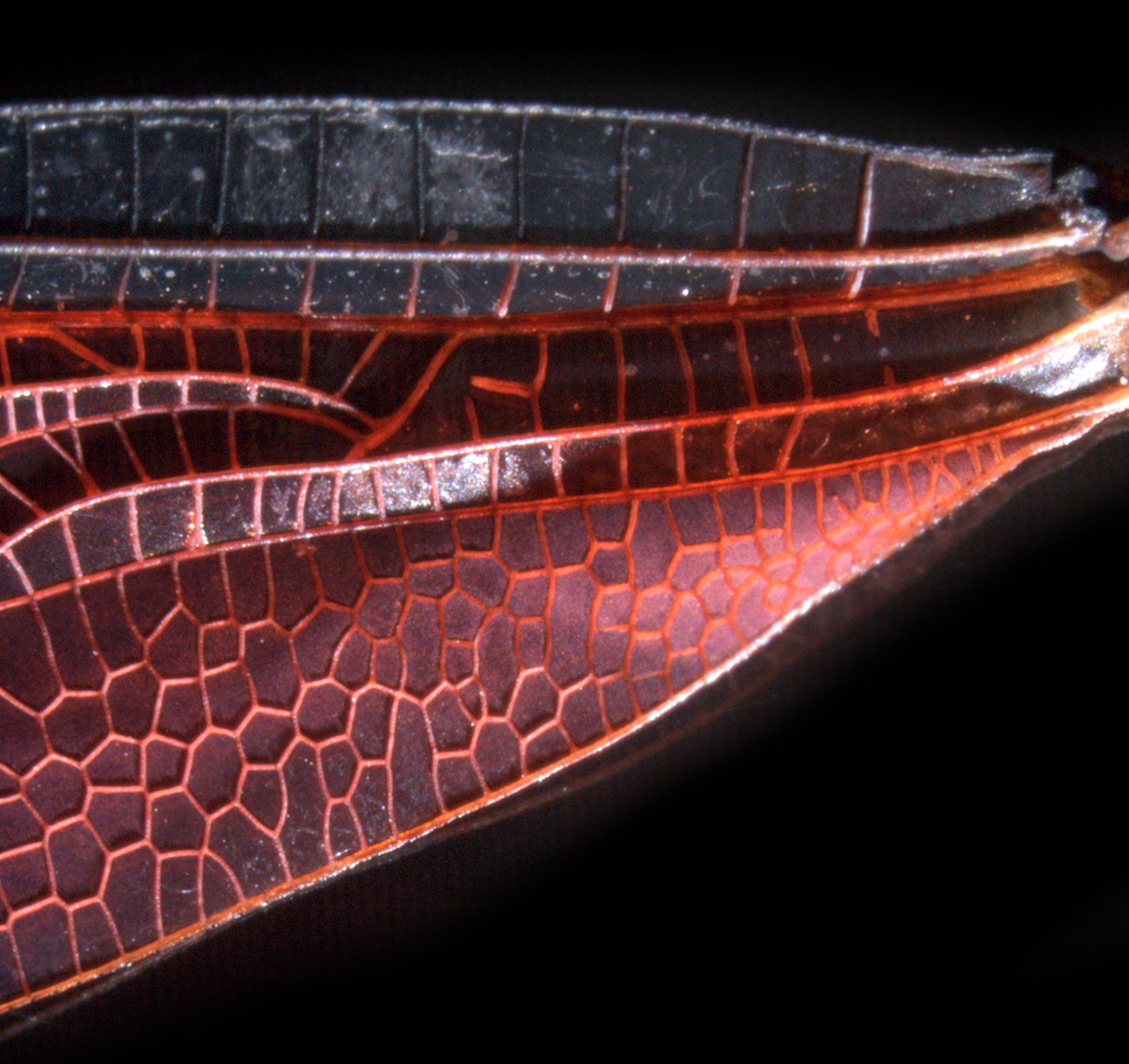 How do insects develop different intricate wing patterns? - Earth.com