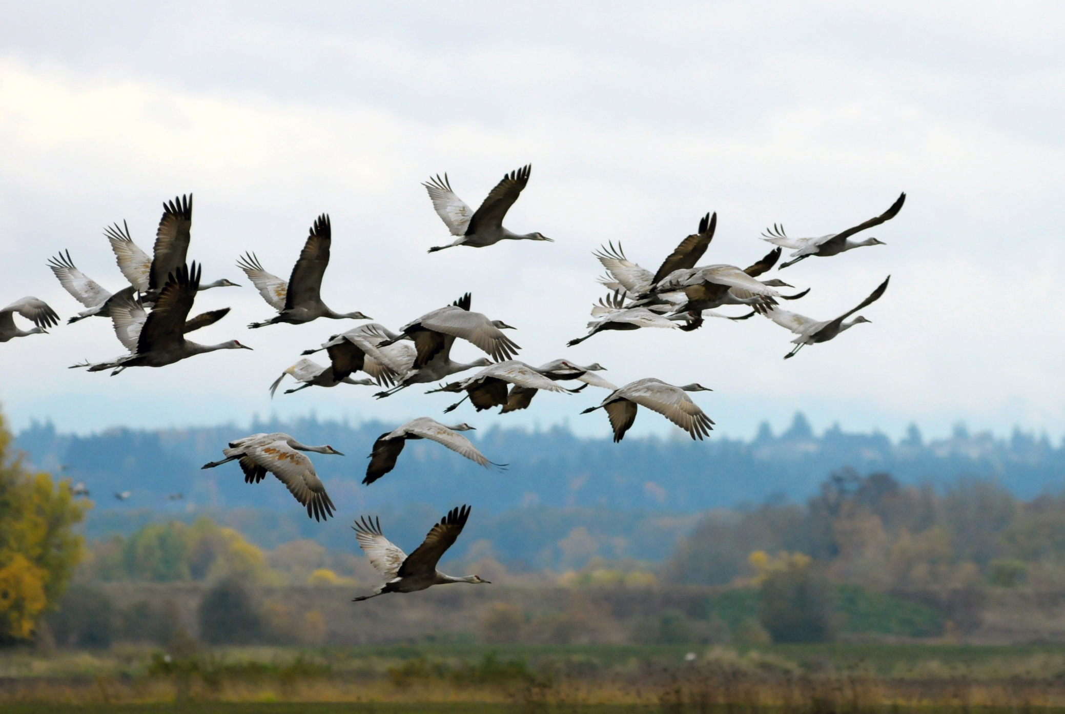 Over 4 billion birds arrive in the U.S. during fall migration - Earth.com