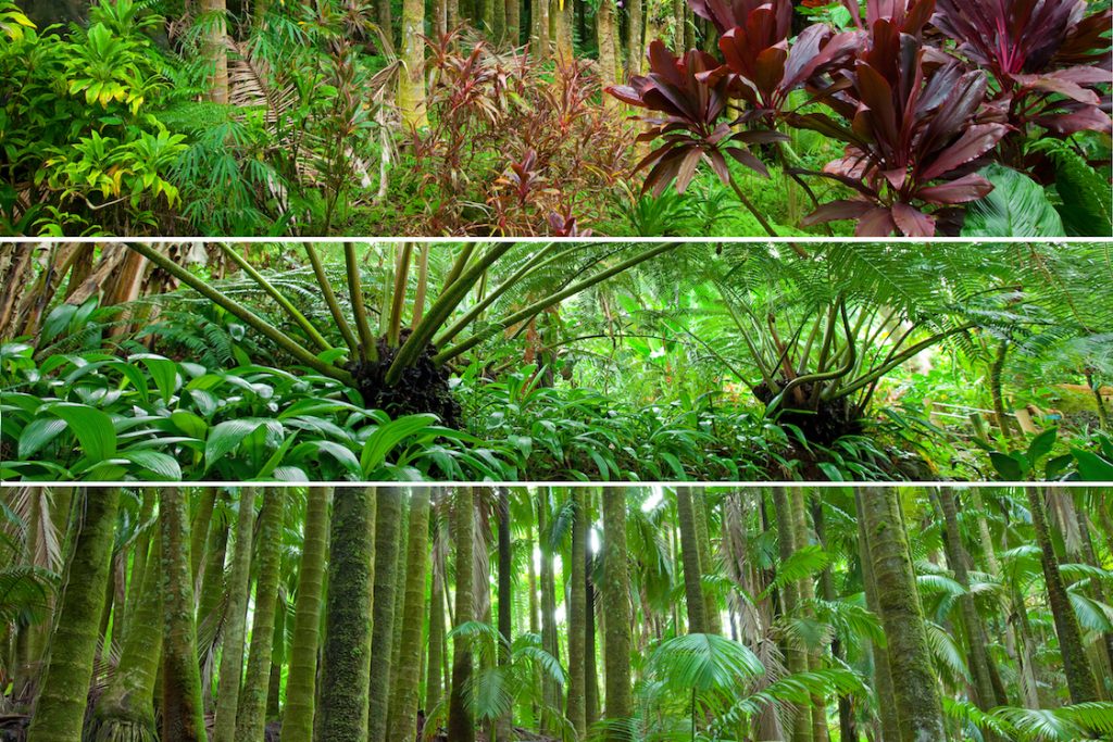 Diverse forests are more resilient against drought • Earth.com