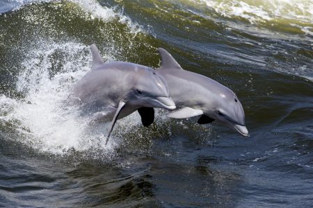Dolphins work together to perfectly coordinate their activities • Earth.com