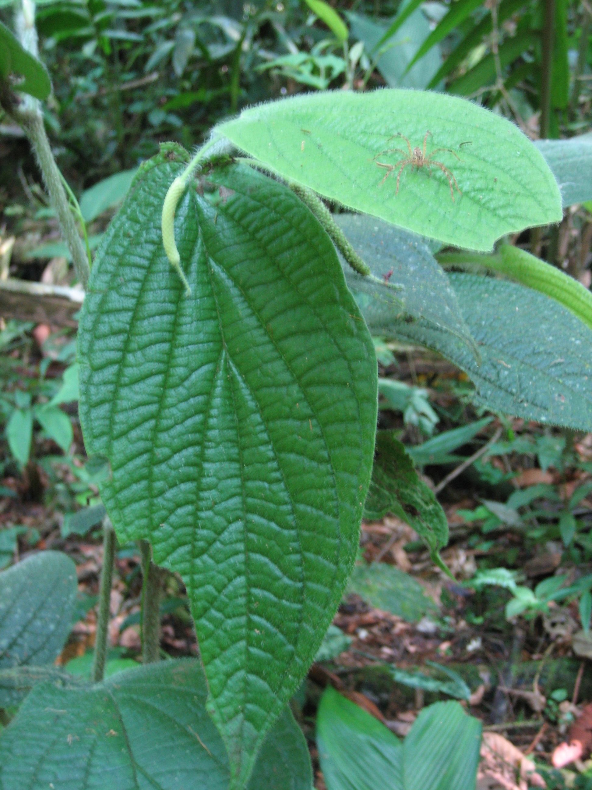 How to care for Subrubrispicum pepper - Complete Plant Care Guide ...