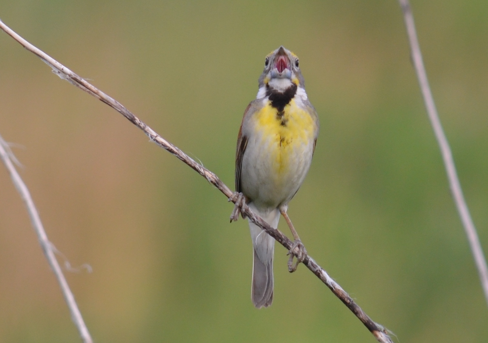 Birds developed a special separate organ to sing unique sounds - Earth.com
