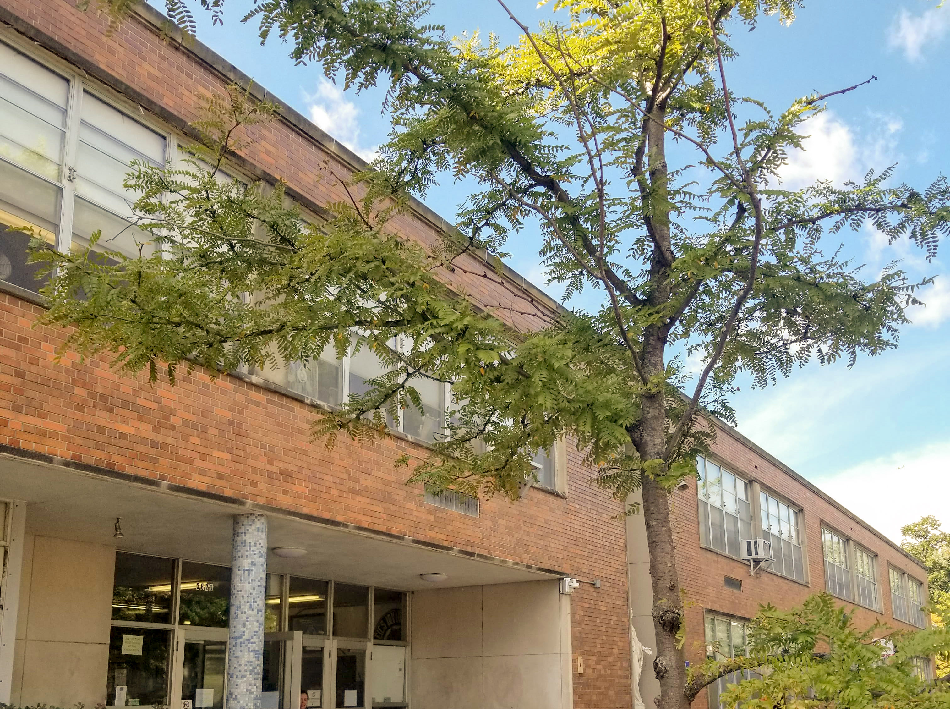 Planting trees at disadvantaged schools can improve performance - Earth.com