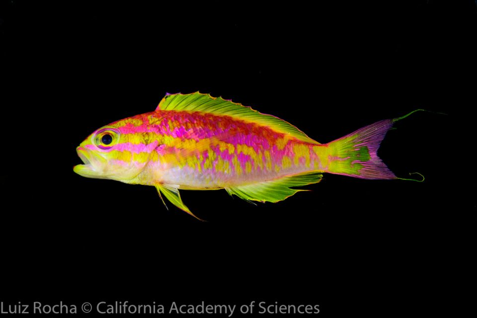 New species of neon-colored reef fish found in a twilight zone - Earth.com