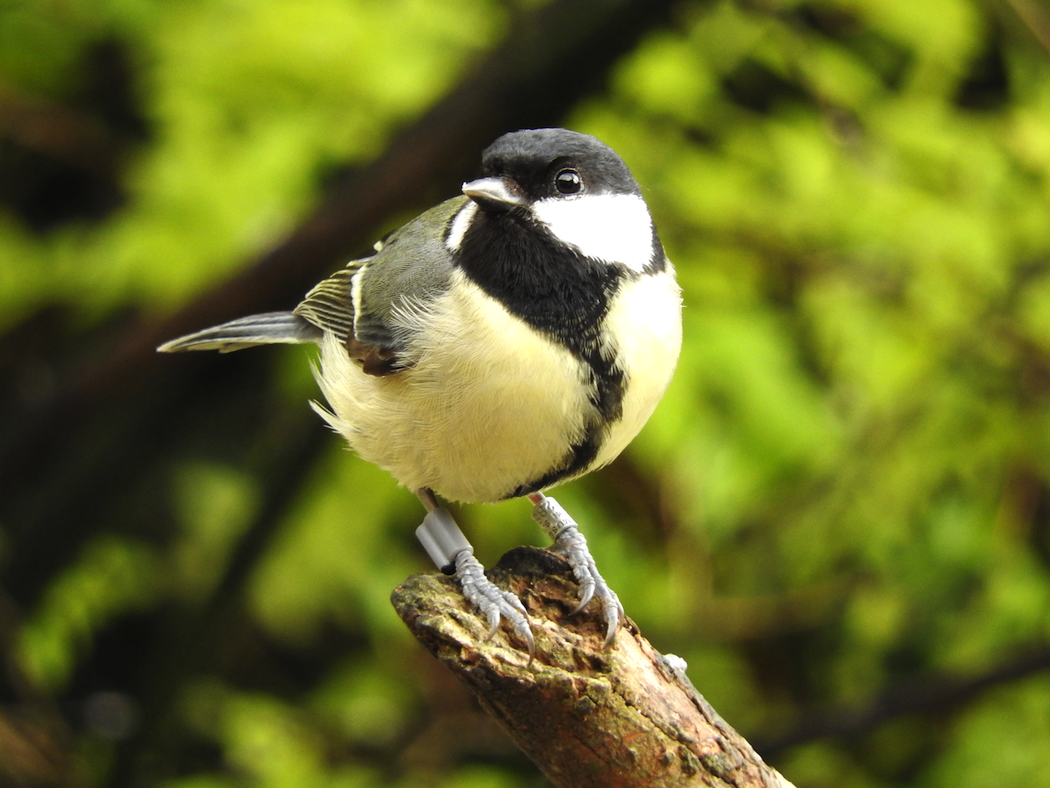 Bold male birds are more monogamous than the shy ones - Earth.com