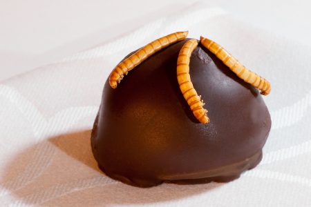 Insects are an eco-friendly source of protein - would you try one?