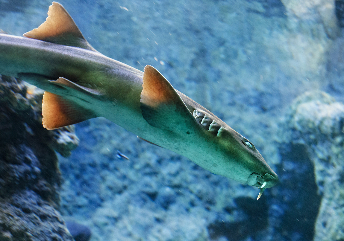 Newly decoded genomes reveal the secrets of shark evolution - Earth.com