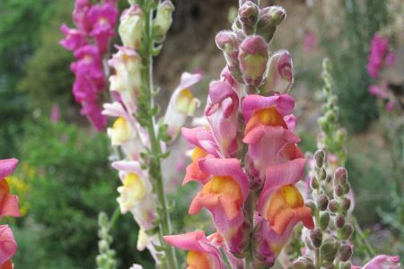 How snapdragons get their unique range of colors • Earth.com