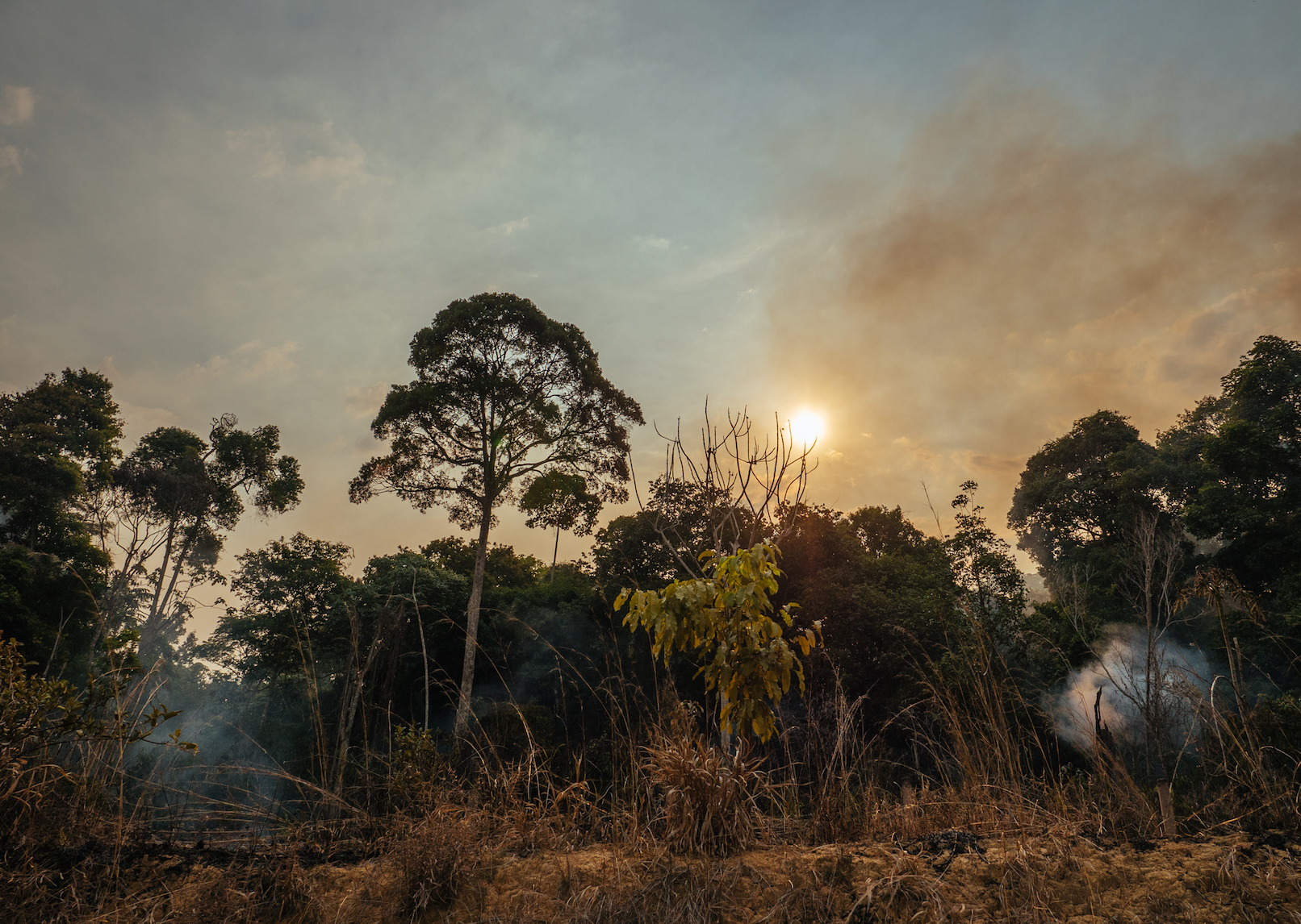 Amazon forest fires release 4 times more carbon than thought - Earth.com