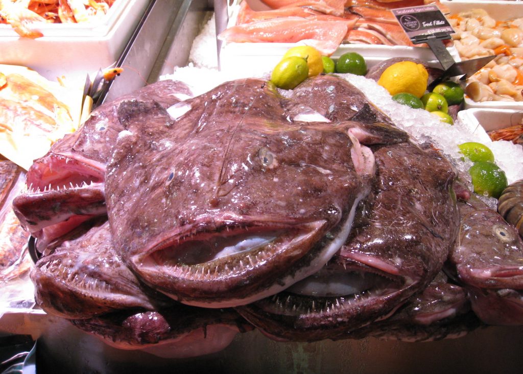Plight of the sea monk: Monkfish and sustainable fishing • Earth.com