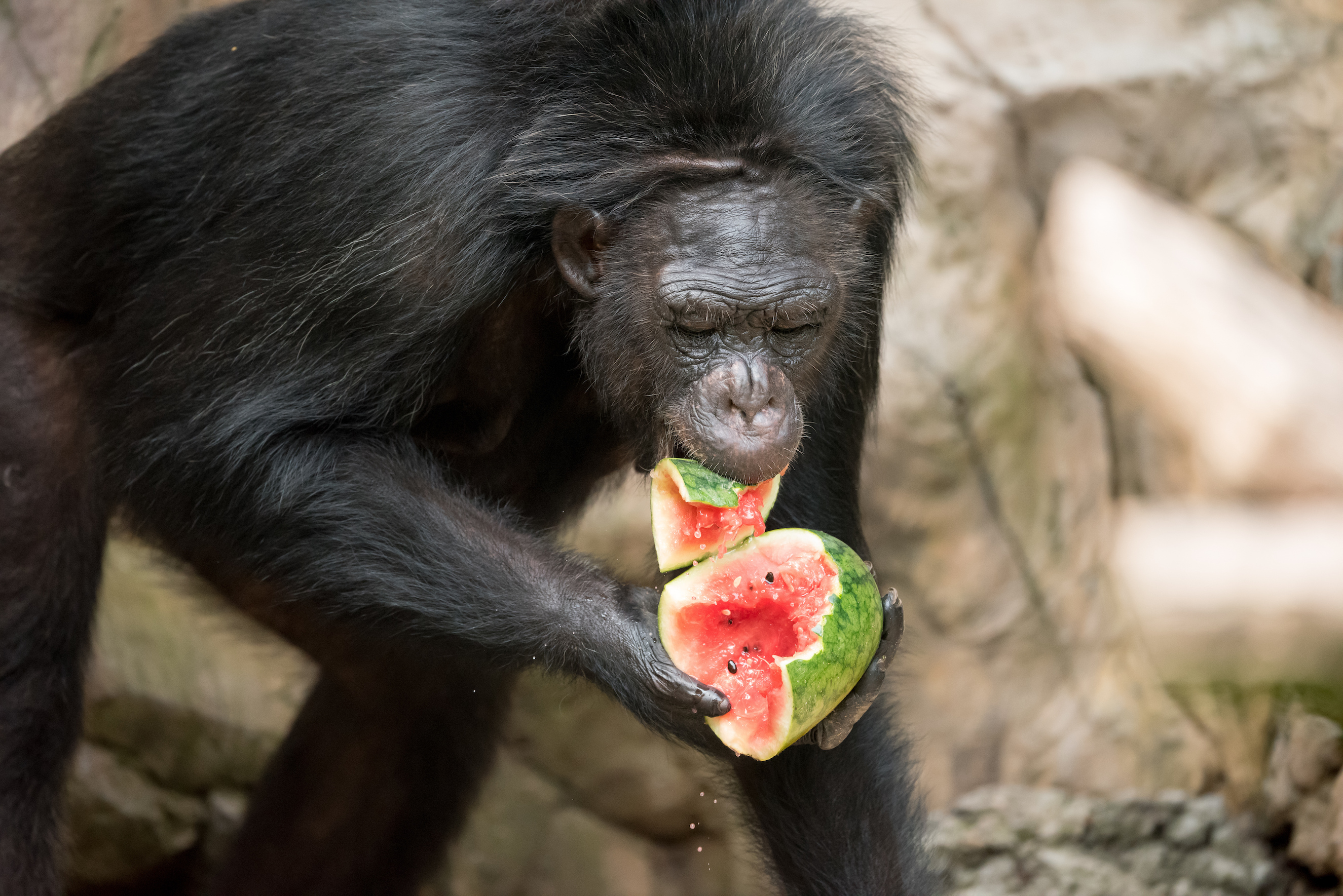 The Color Of Fruit Evolved To Attract Animals Spread Seeds Earth The Color Of Fruit Evolved To Attract Animals Spread Seeds Earth